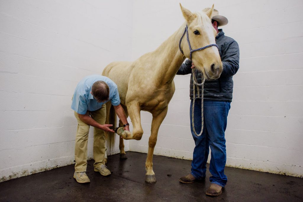 Horse Lameness - Pacific Vet Care