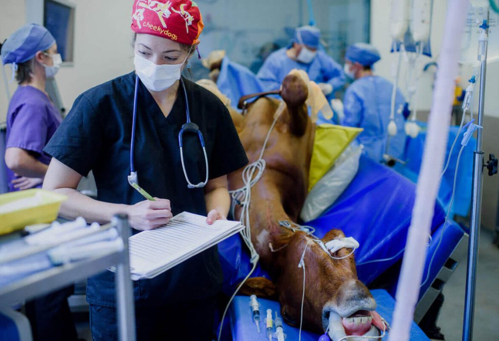 Vet Coffs Harbour | Caring & Progressive | Pacific Vet Care