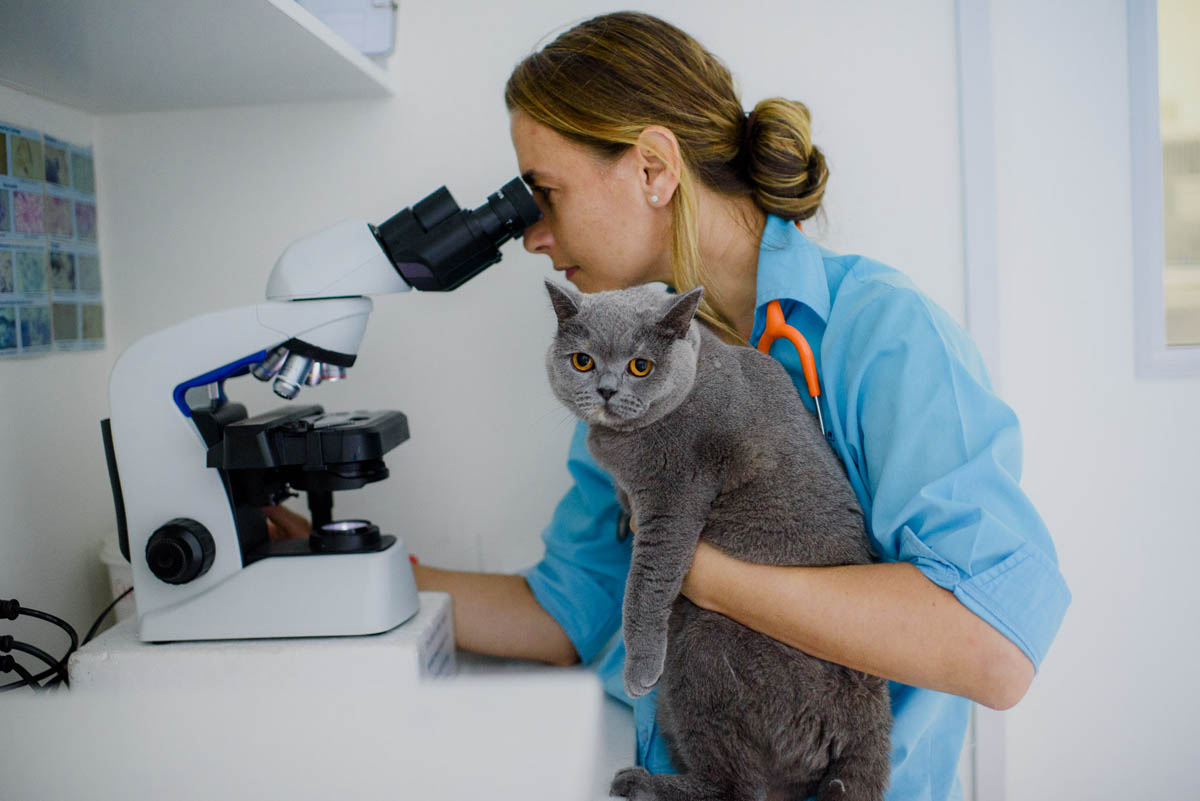 Pathology Pacific Vet Care Pathology Pacific Vet Care