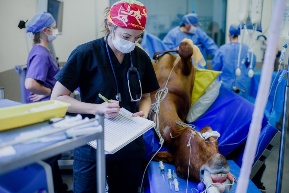 Horse Surgery & Medicine - Pacific Vet Care