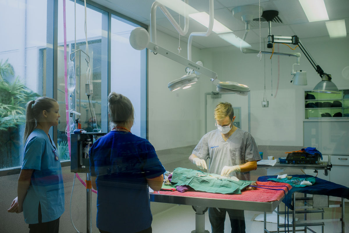 Pacific Vetcare | A Well-Recognised Veterinary Workplace Training Facility.