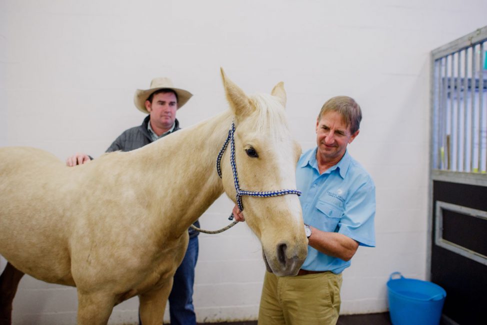 Horse Gelding - Pacific Vet Care