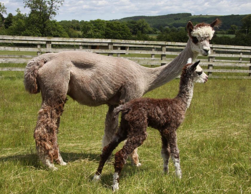 Alpacas - Worming - Pacific Vet Care