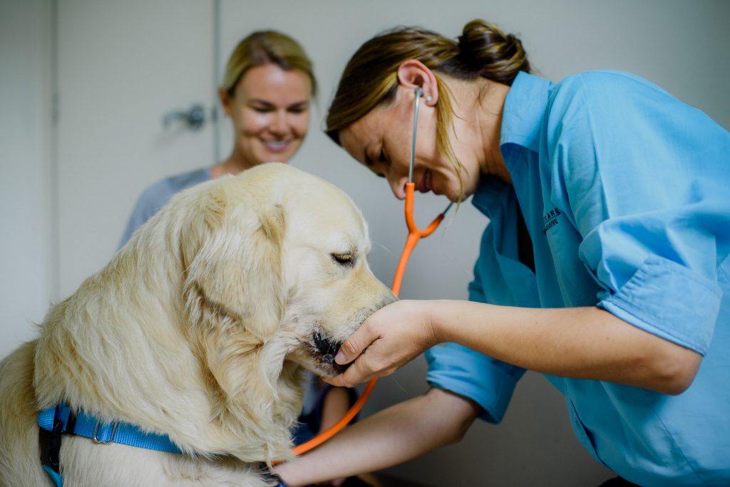 Consultations - Pacific Vet Care