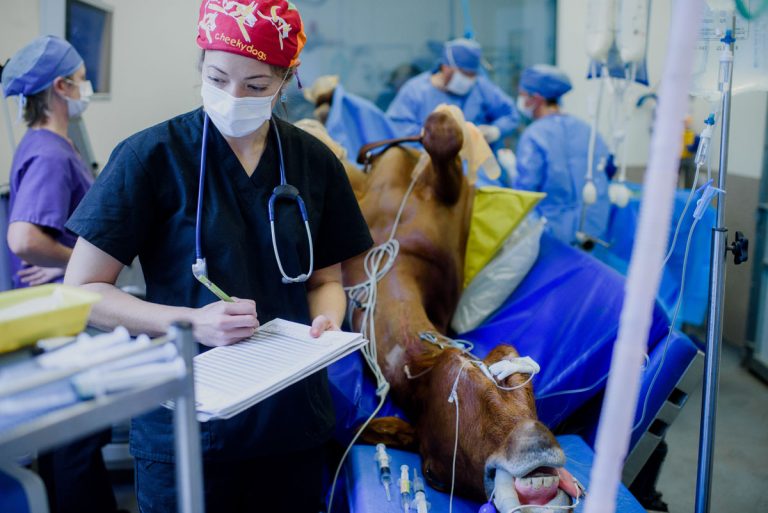 Specialists Visits - Pacific Vet Care