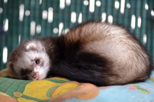 Ferrets - Worming - Pacific Vet Care