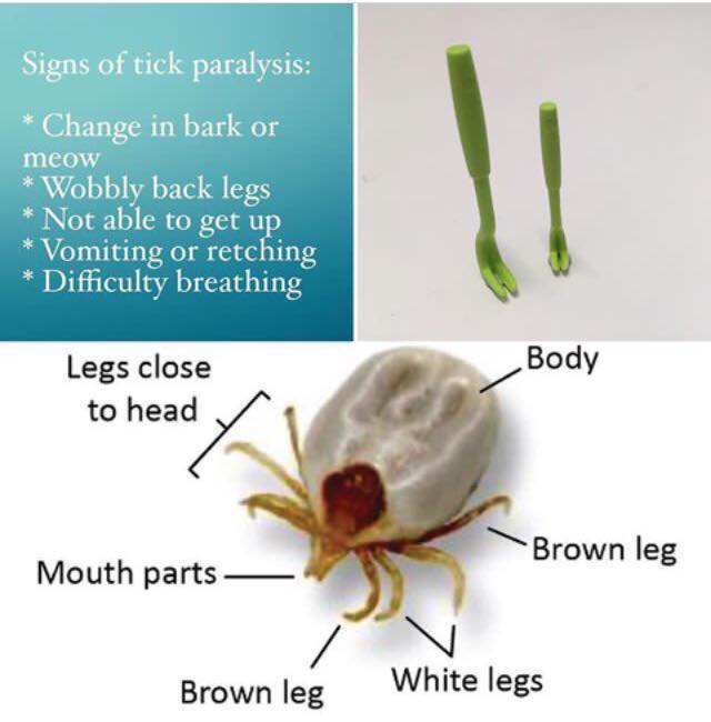 Which Tick Prevention Should I Use? - Pacific Vet Care